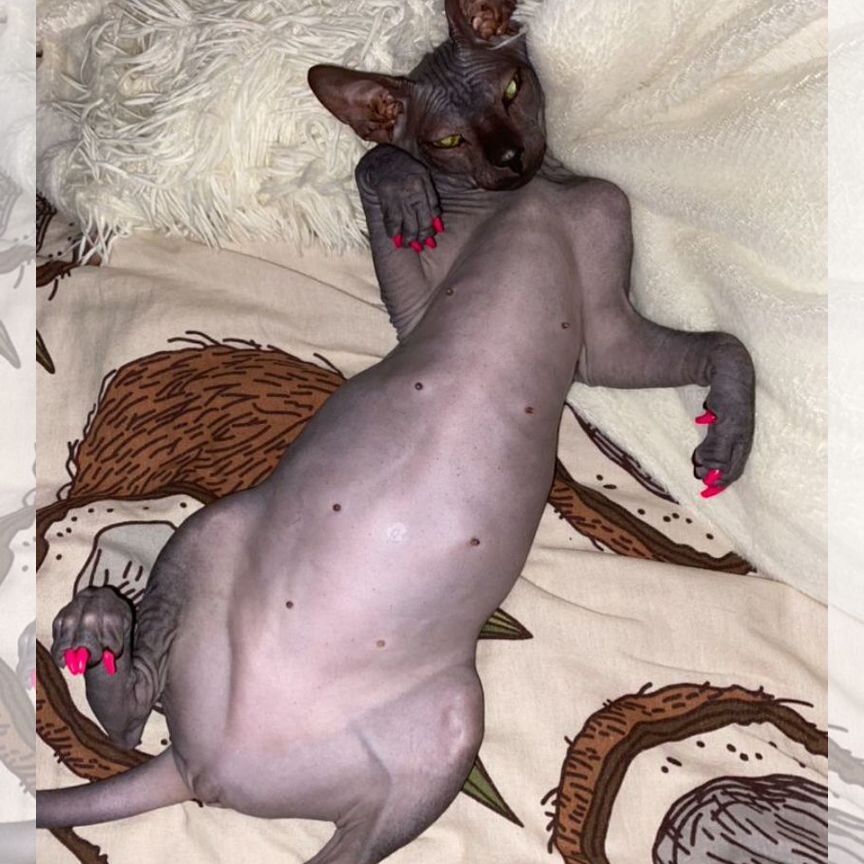 Донской сфинкс, взрослая кошка
