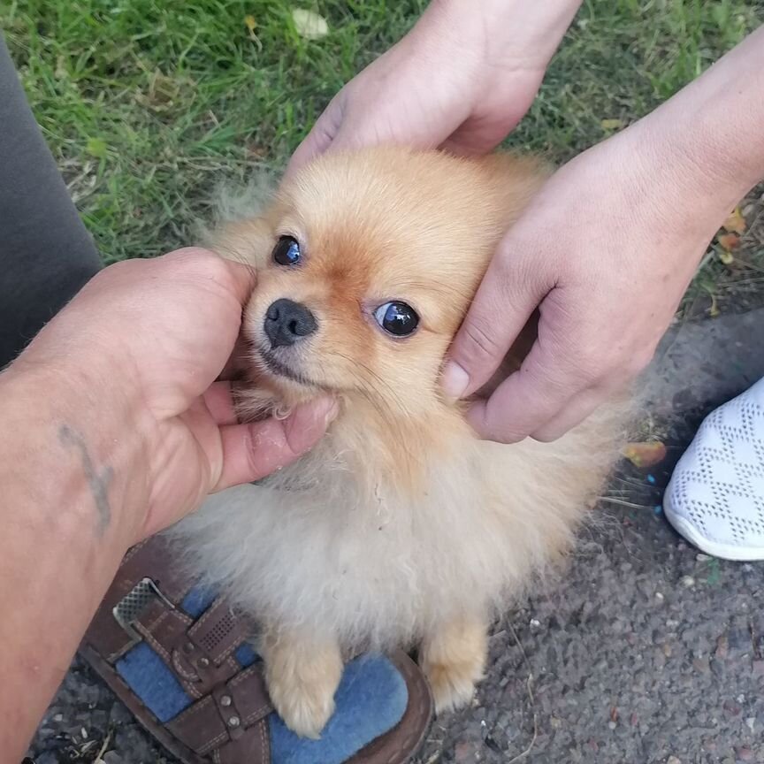Шпиц