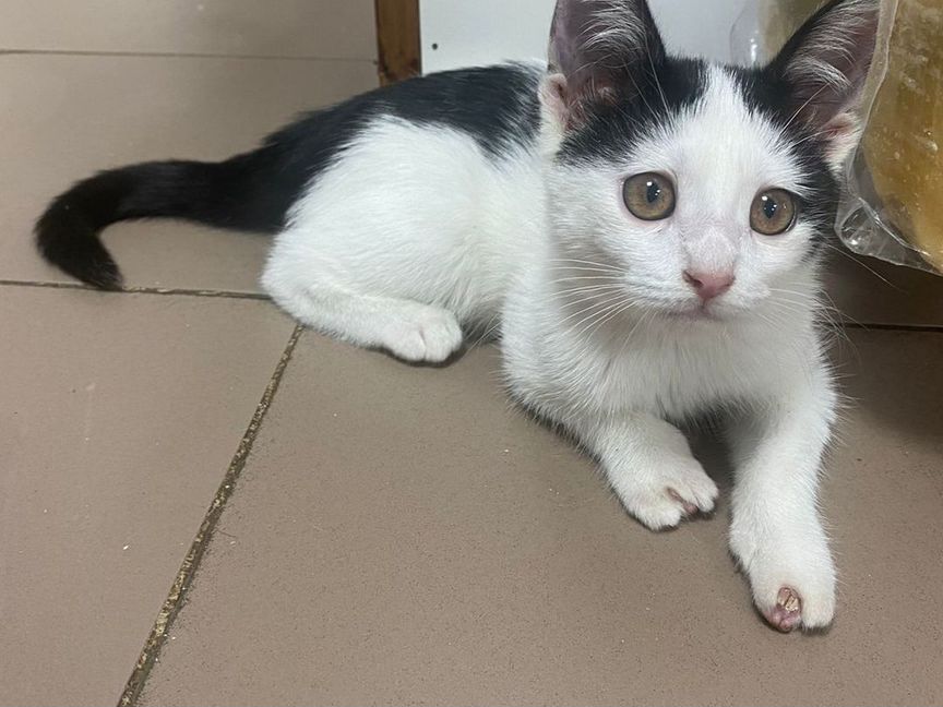 Котенок с грустным взглядом