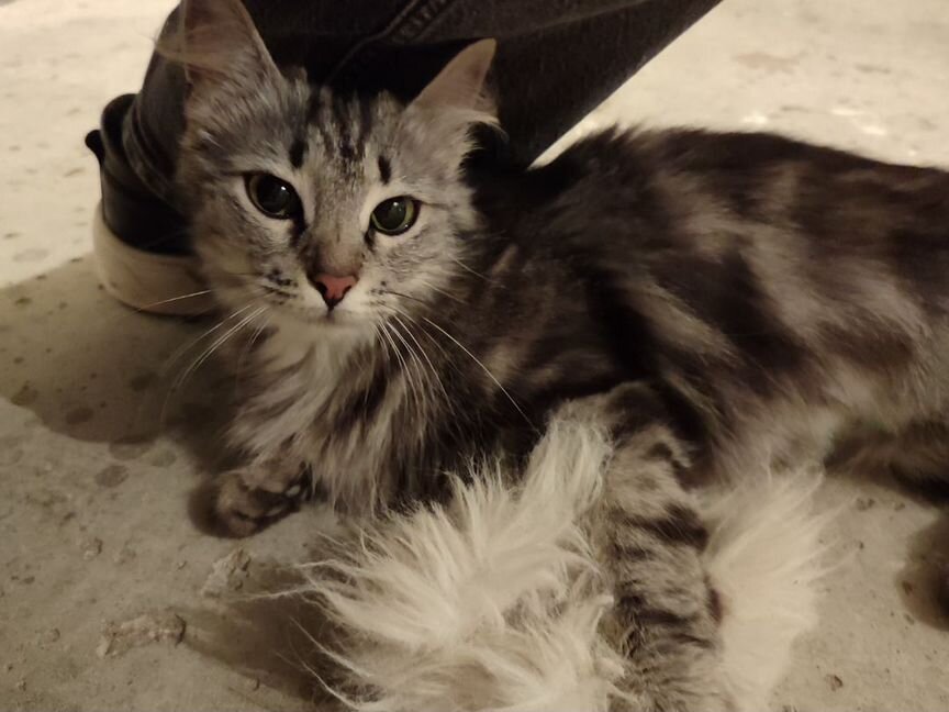 Кошка Мила в добрые заботливые руки