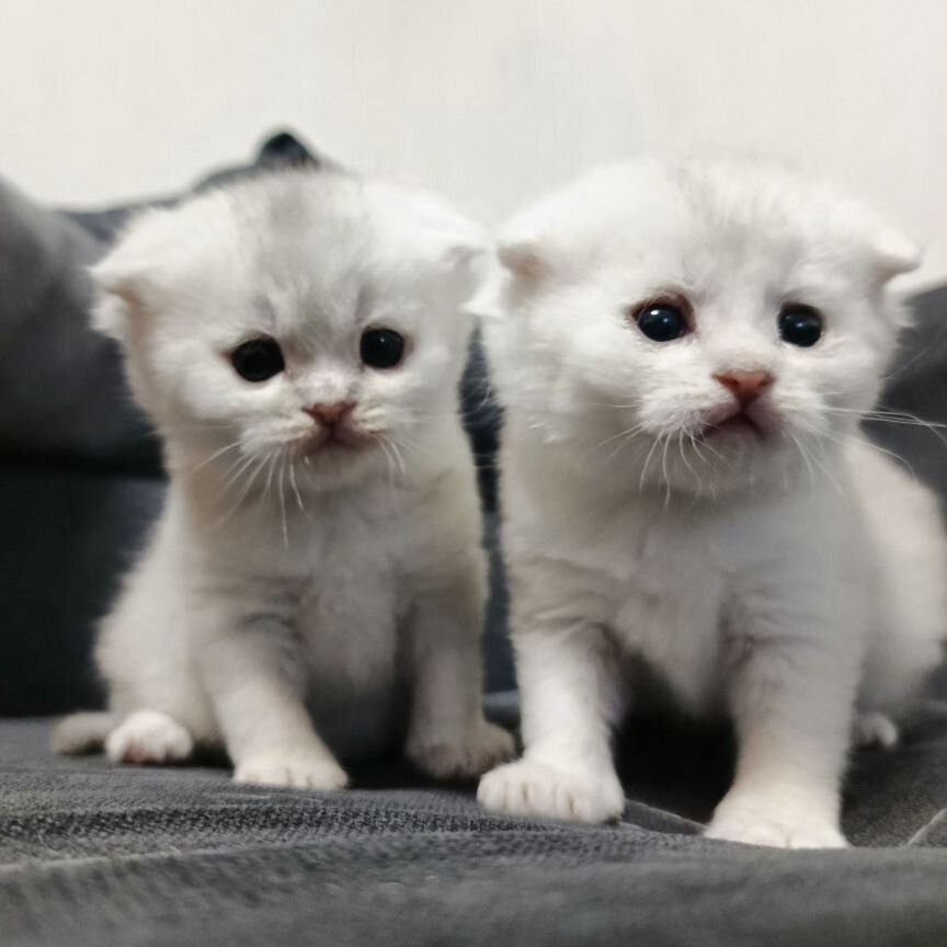 Шотландский вислоухий короткошёрстный котёнок