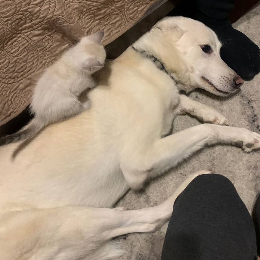 Белая швейцарская овчарка, взрослый пёс