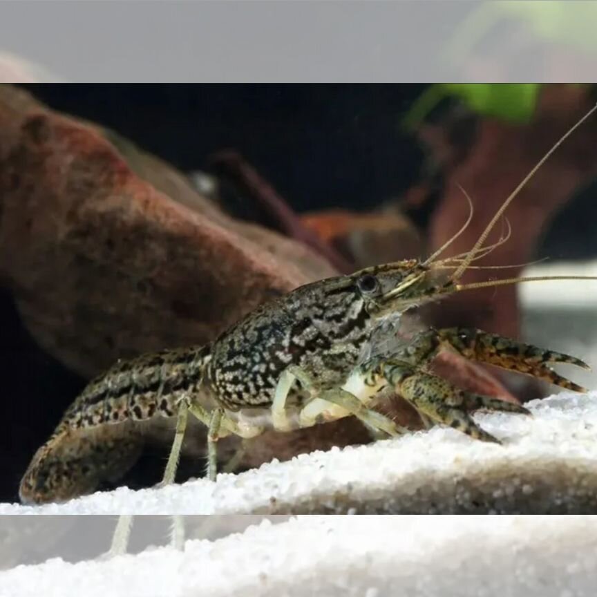 Мраморные американские раки