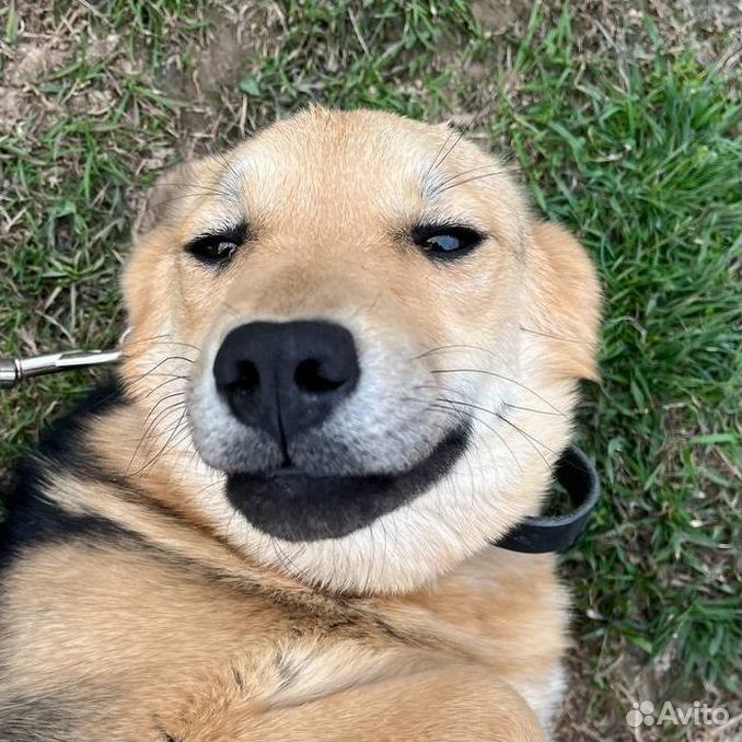 Вики, собака-улыбака