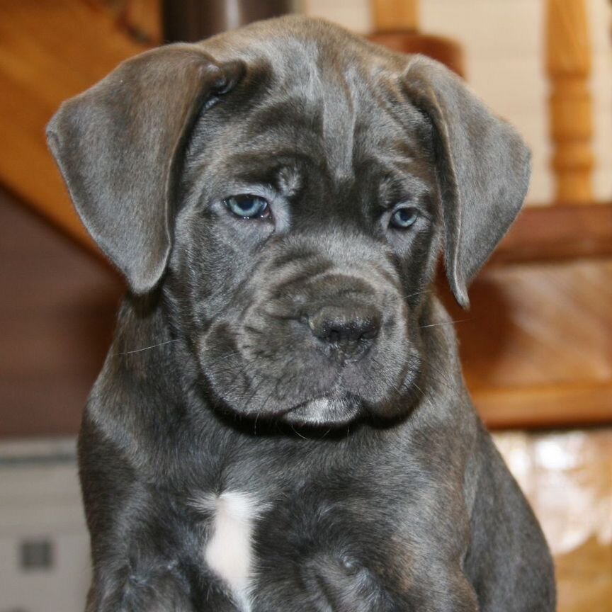 Щенки кане корсо