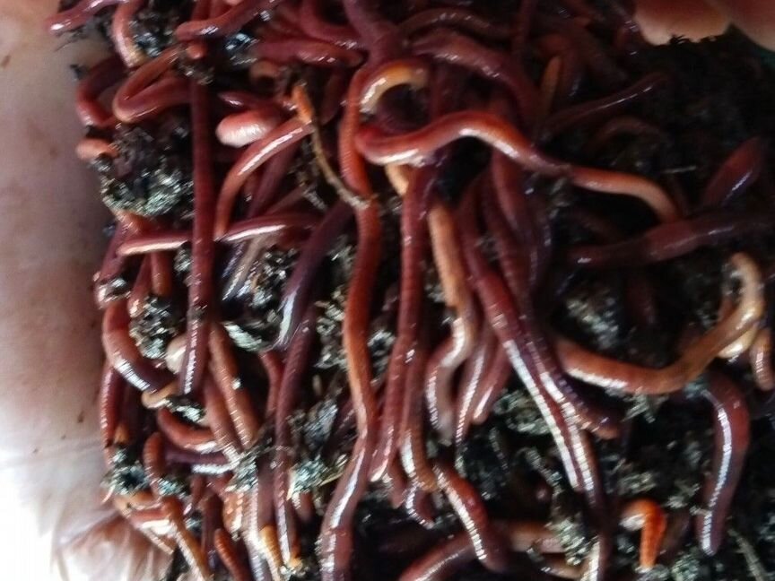 Навозные черви оптом