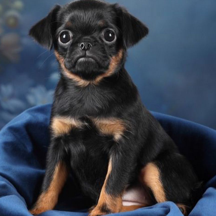 Пти-брабансон, щенок