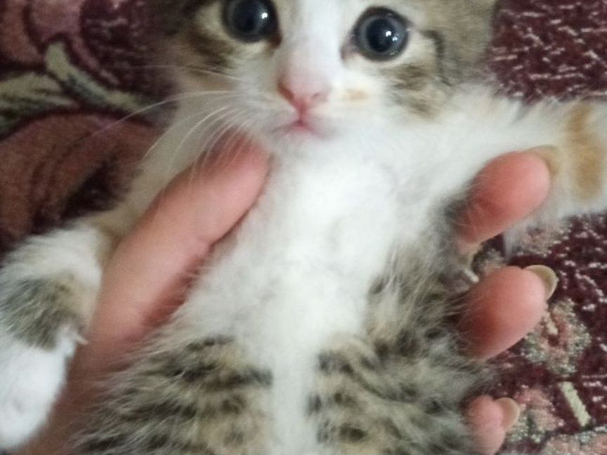 Кошка в добрые руки