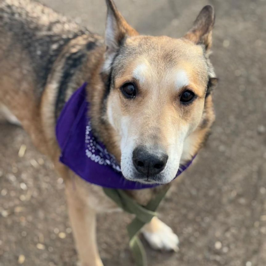 Ищет дом спокойный пёс Хьюго