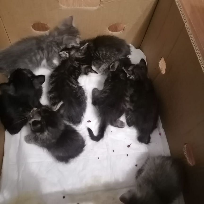 Котята в добрые руки