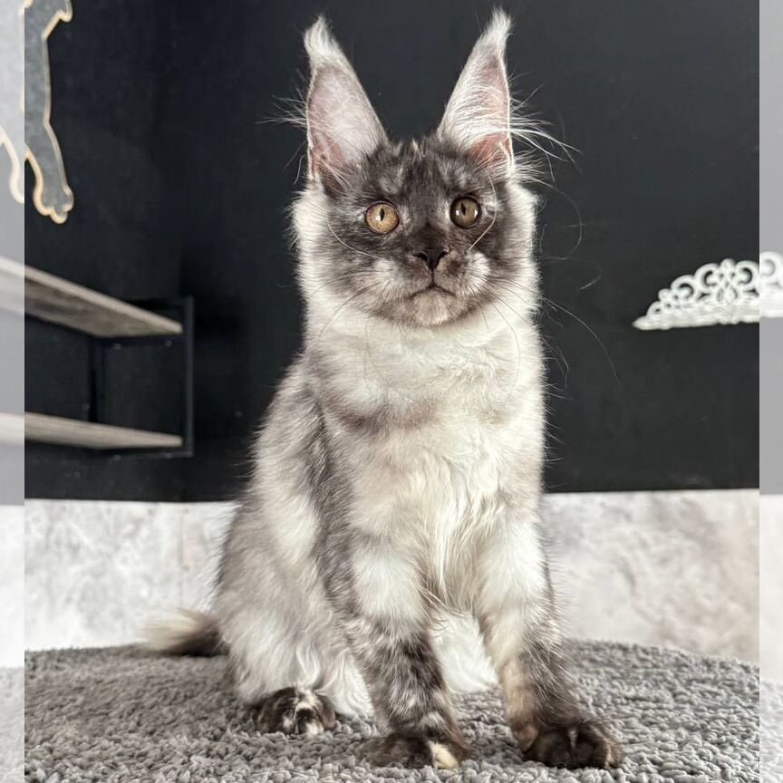 Мейн-кун котёнок