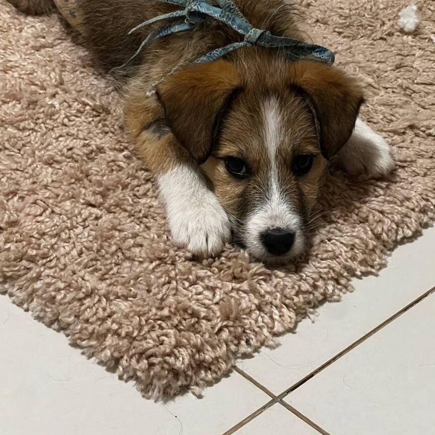 Щенок в добрые руки