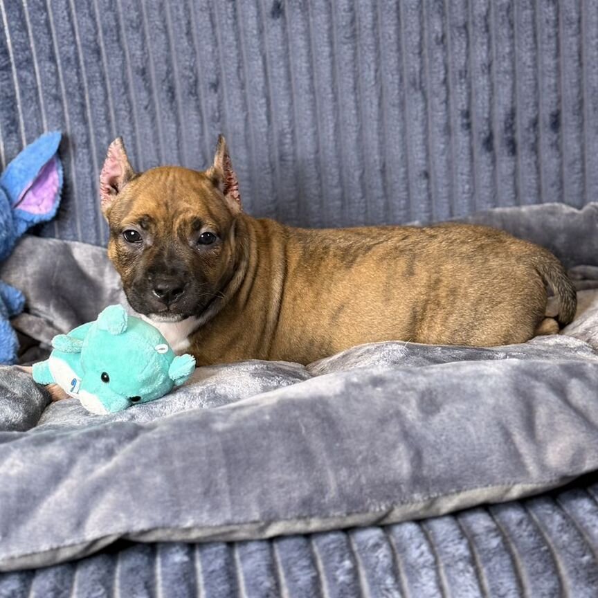 Американский стаффордширский терьер, щенок