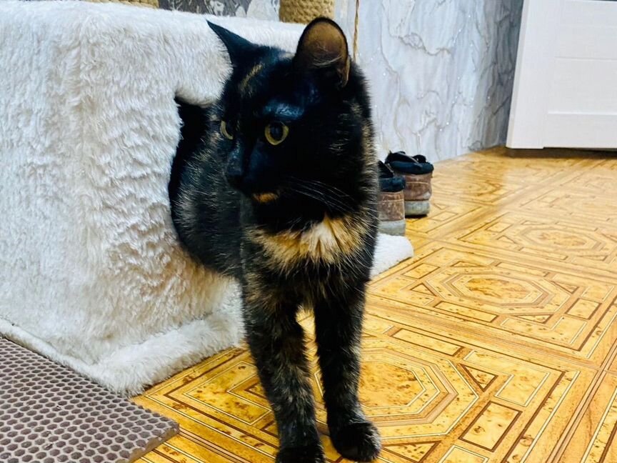 Кошечка по имени Клементина