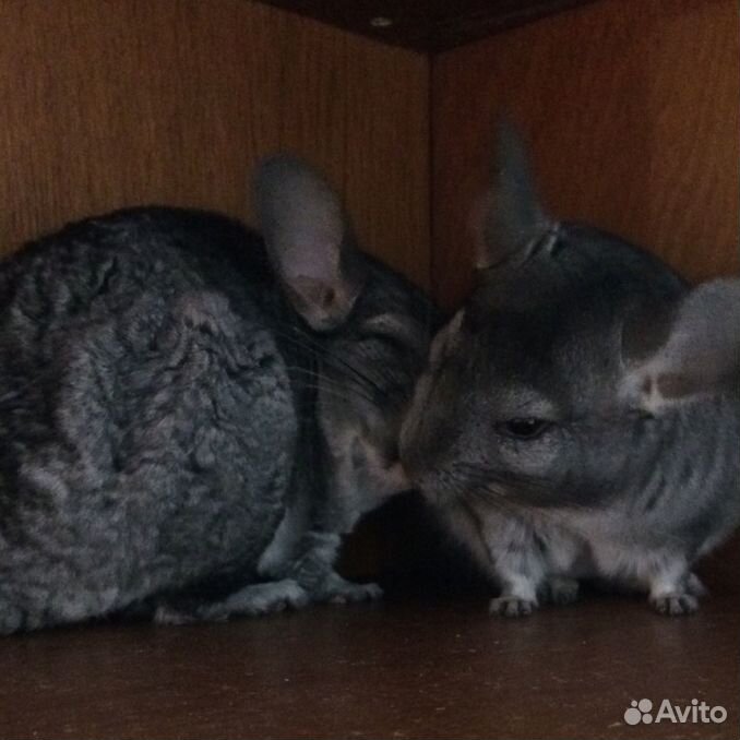 Пара взрослых шиншилл