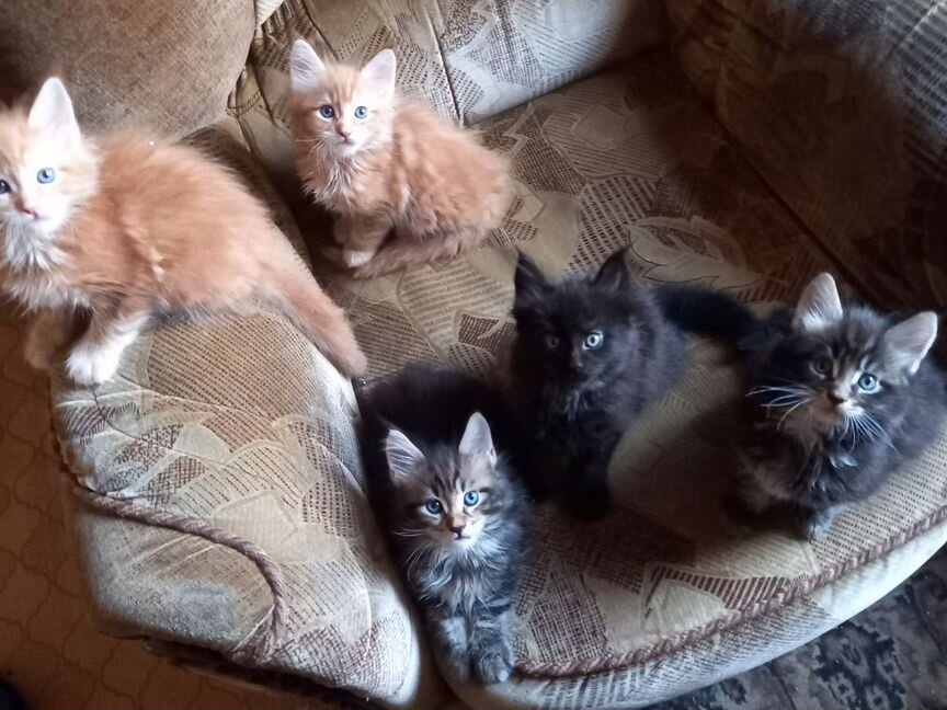 Котята мейн кун