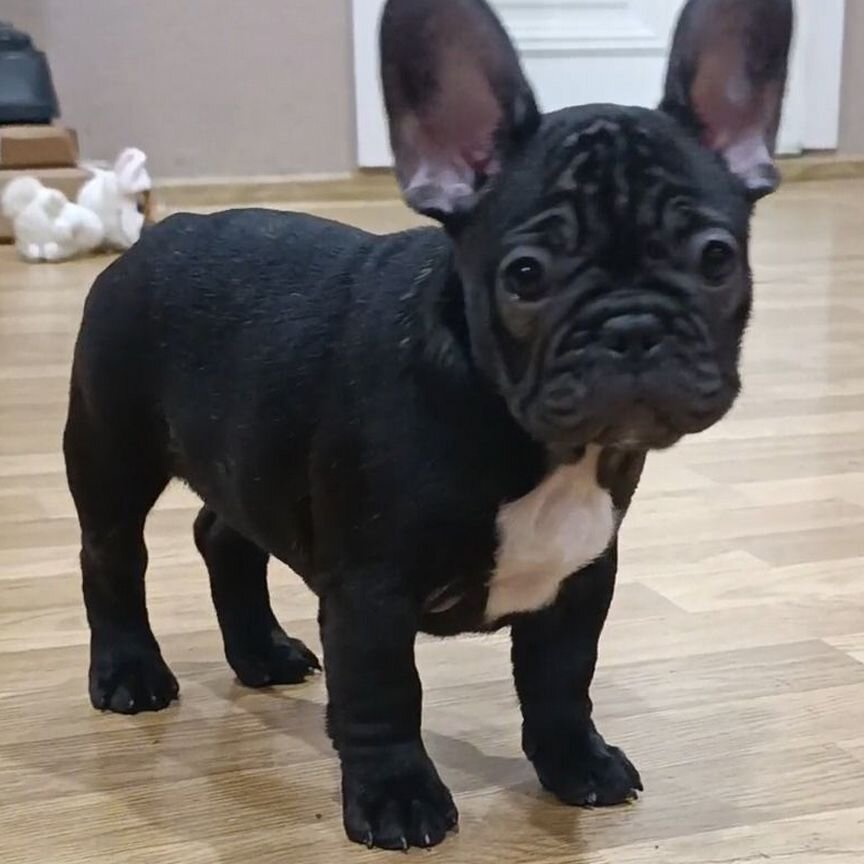 Французский бульдог, щенок