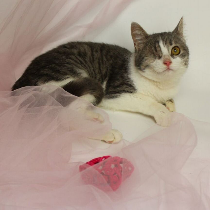 Кошечка Лаки в добрые руки