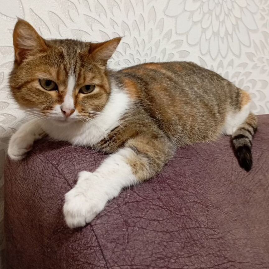 Кошечка в добрые руки