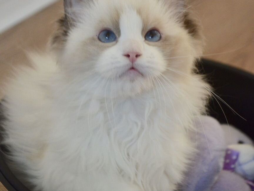 Плюшевая кошечка регдолл