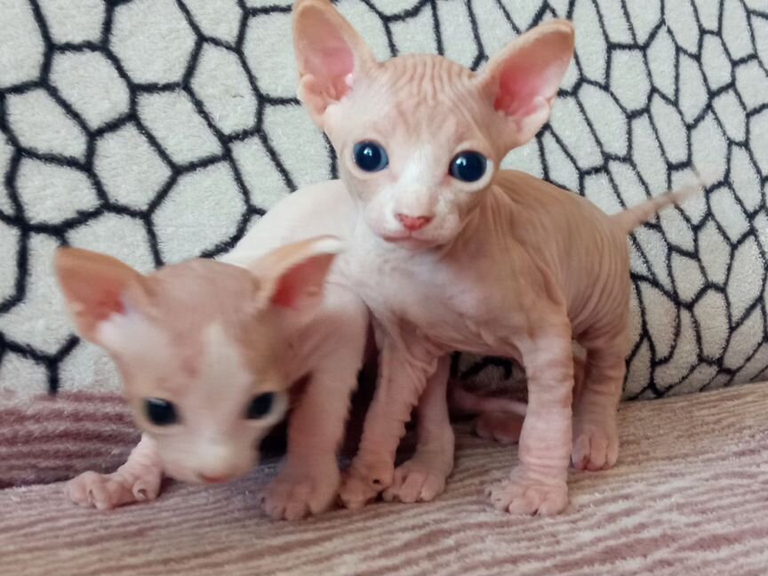 Донской сфинкс котята велюр