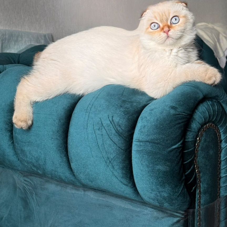 Шотландский вислоухий кот