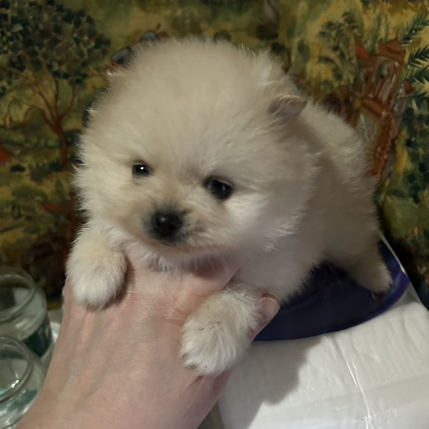 Померанский шпиц