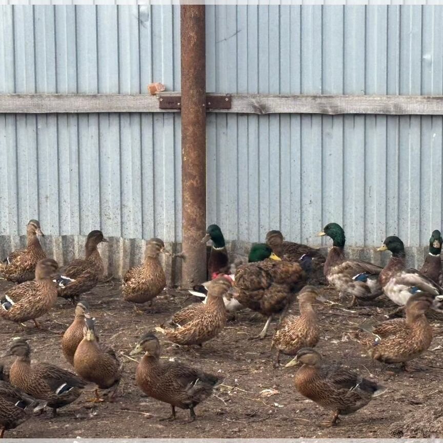 Подсадные утки