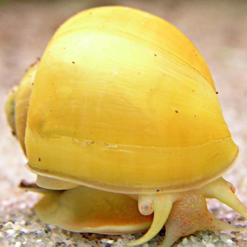 Улитки ампулярии