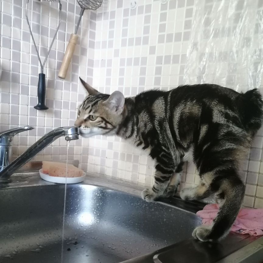 Курильский бобтейл короткошёрстный котёнок