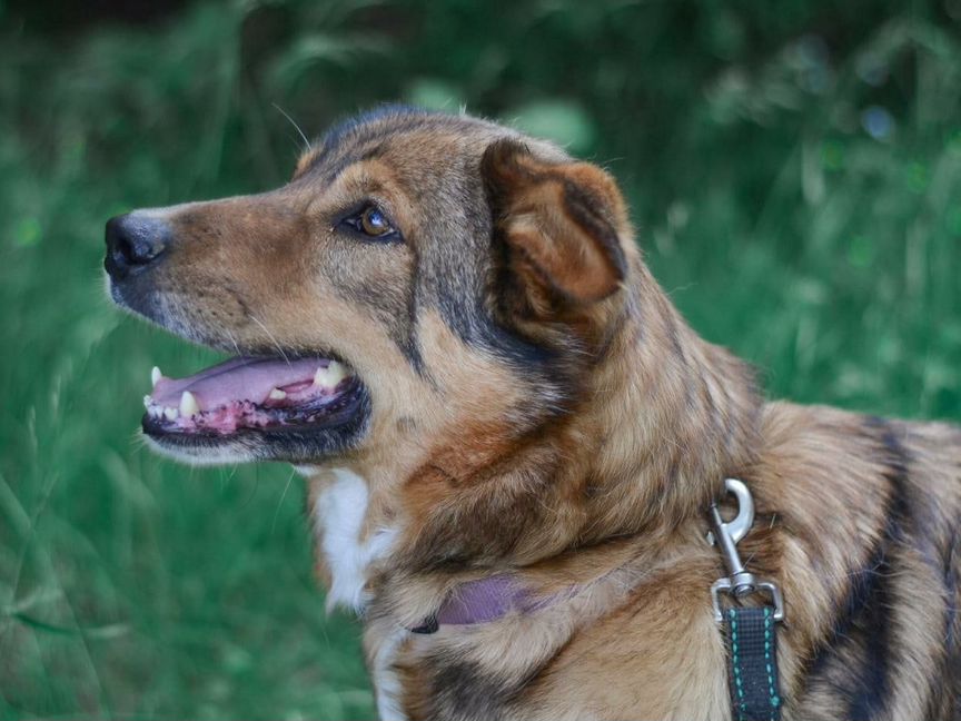 Доброжелательный пес Джем ищет дом