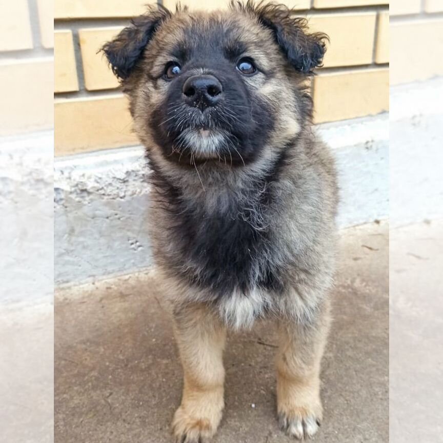 Щенок девочка как Немецкая овчарка