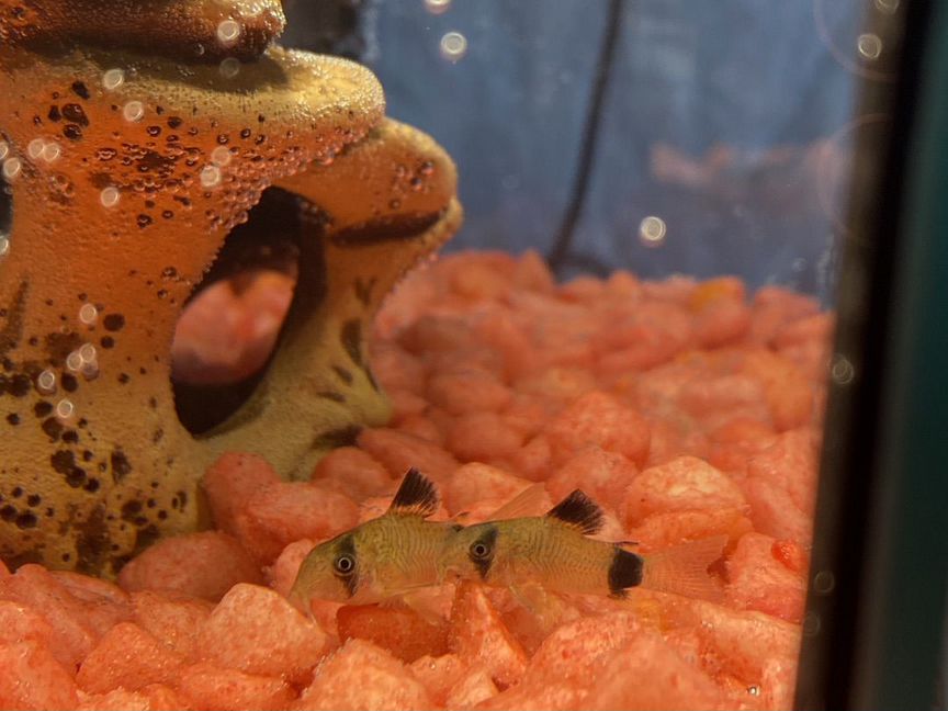 Сомик-панда