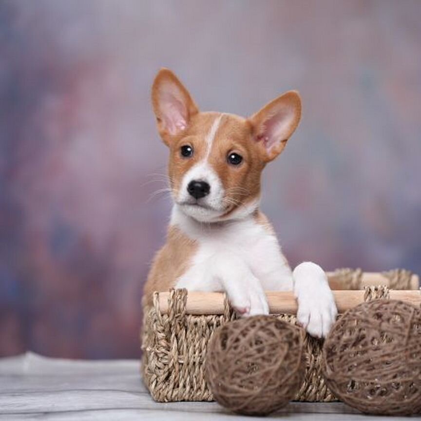 Щенки басенджи, мальчик