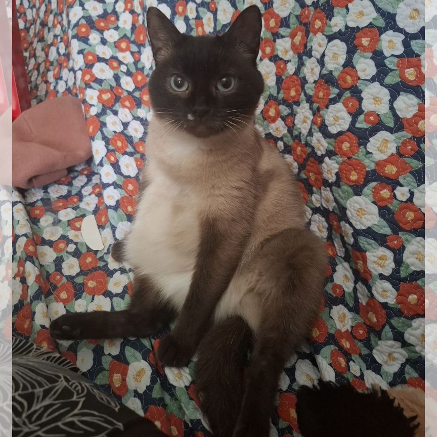 Тайская, взрослая кошка