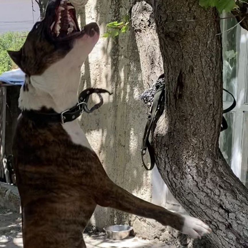 Стафорширский терьер вязка