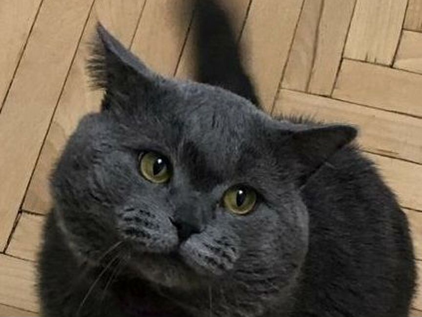 Британский котик Арчи
