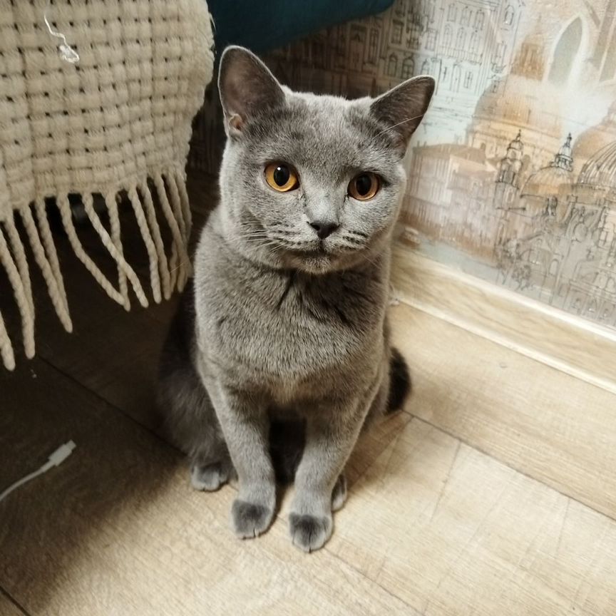 Породистая кошка в добрые руки