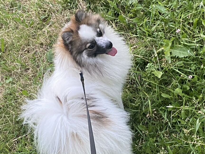 Немецкий шпиц