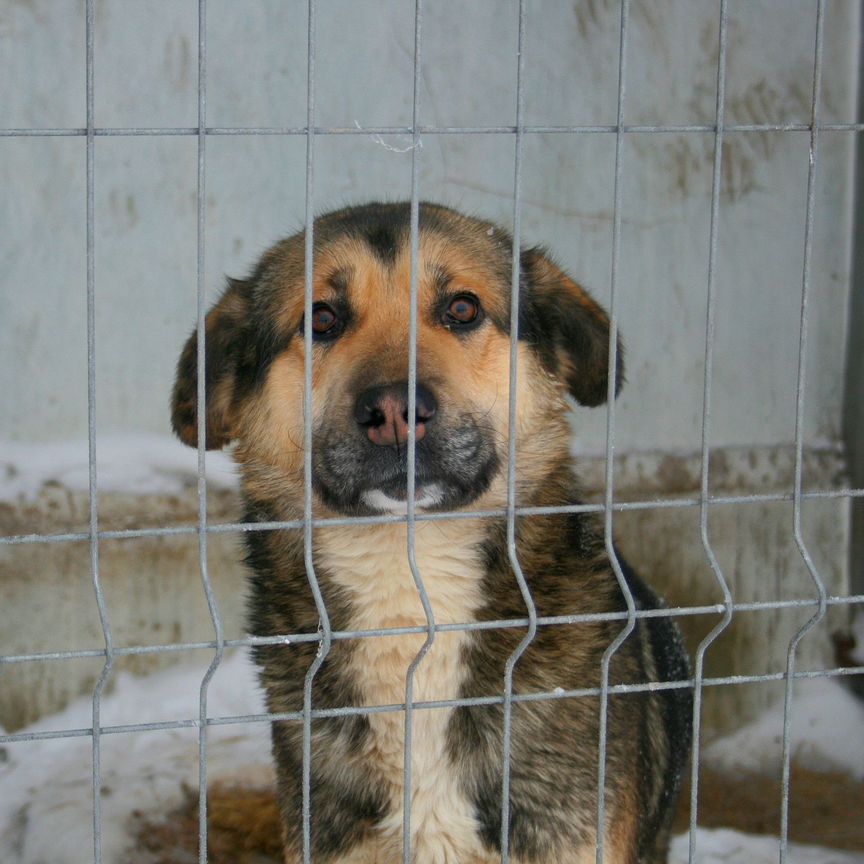 Собака в добрые руки