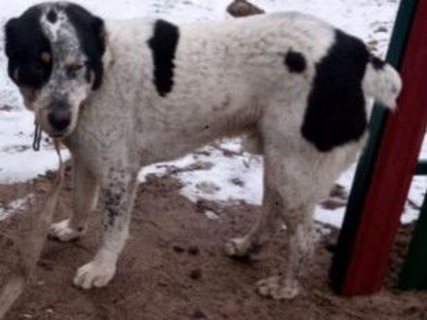 Алабай на усыпление в добрые руки