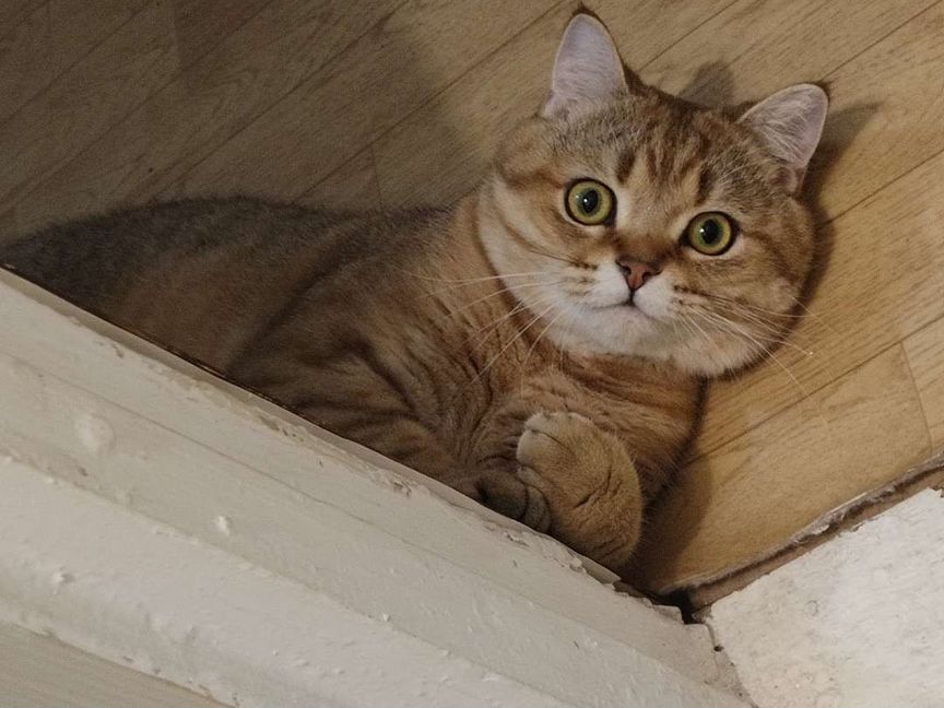 Шотландский кот вязка