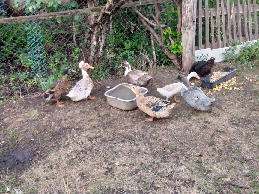 Утки домашние,селезень хохлатый.молодые.несутся