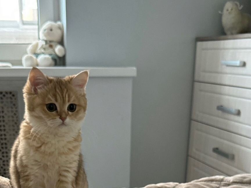 Котёнок золотая шиншилла