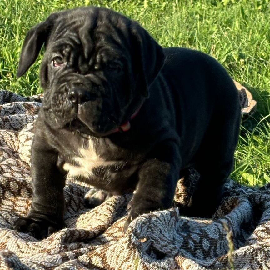 Мастино неаполитано