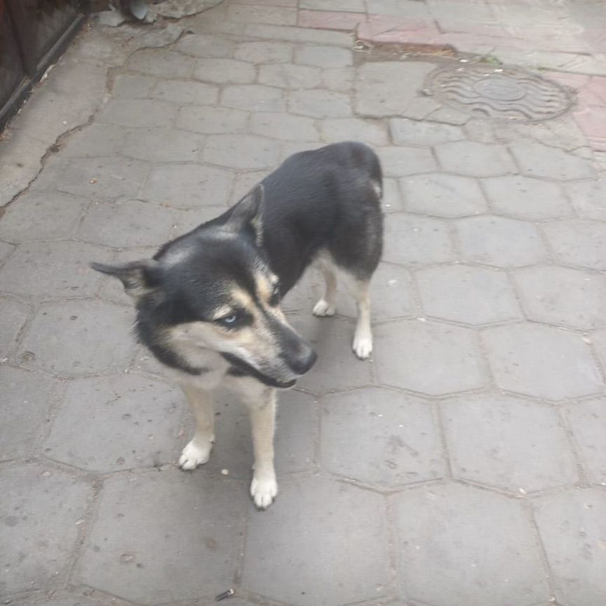 Сибирский хаски