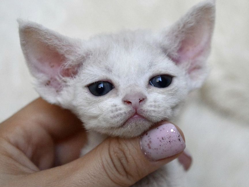 Котята девон-рекс