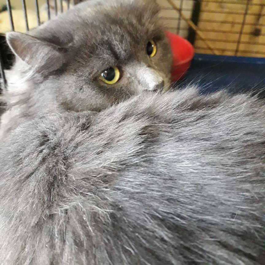 Кошка мышеловка.6 мес