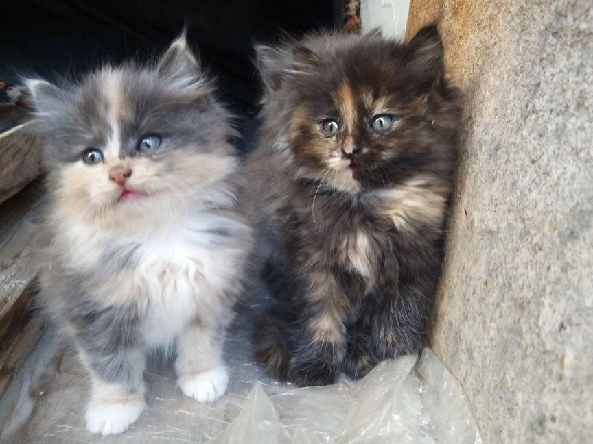 Пушистые котята в добрые руки