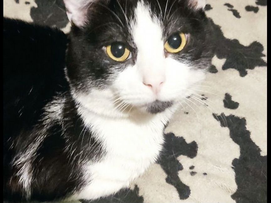 Коты и собака